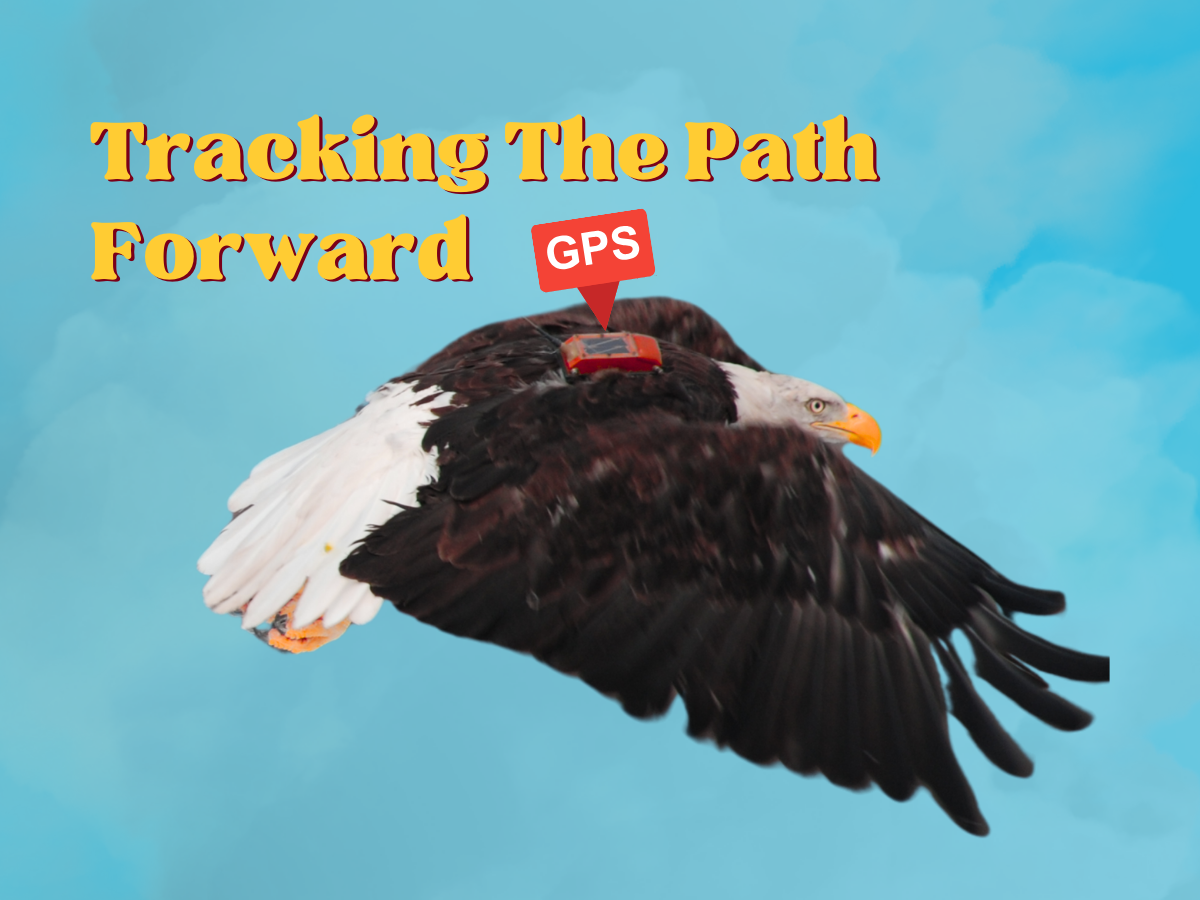 Post Release Monitoring | The Raptor Center